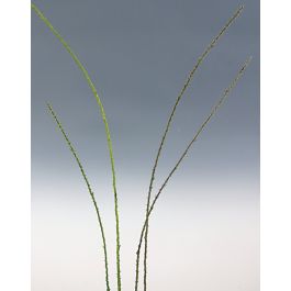 Tige de rosier épineuse décorative WINSTON, gris, 115cm