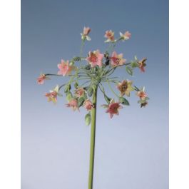 Géranium artificiel JAINA, crème-rose, 70cm