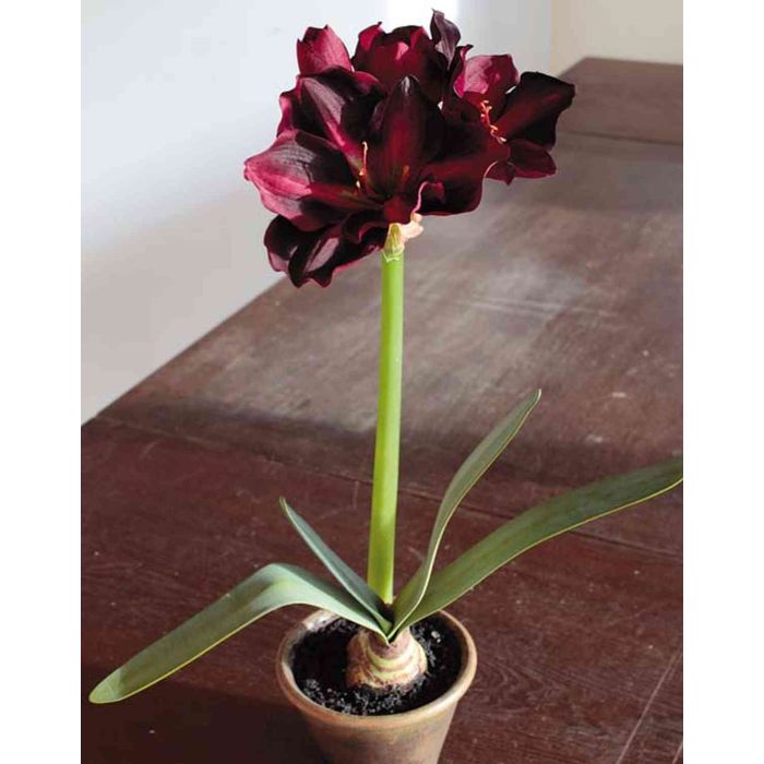 Acheter des Amaryllis artificiel DIXIE, pot en terre cuite, rouge ...