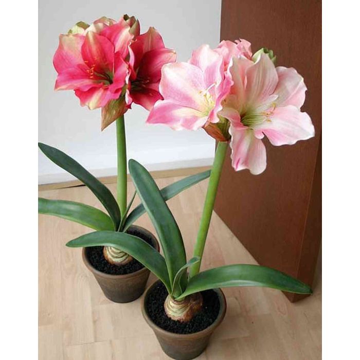 Acheter des Amaryllis artificiel DIXIE, pot en terre cuite, fuchsia ...