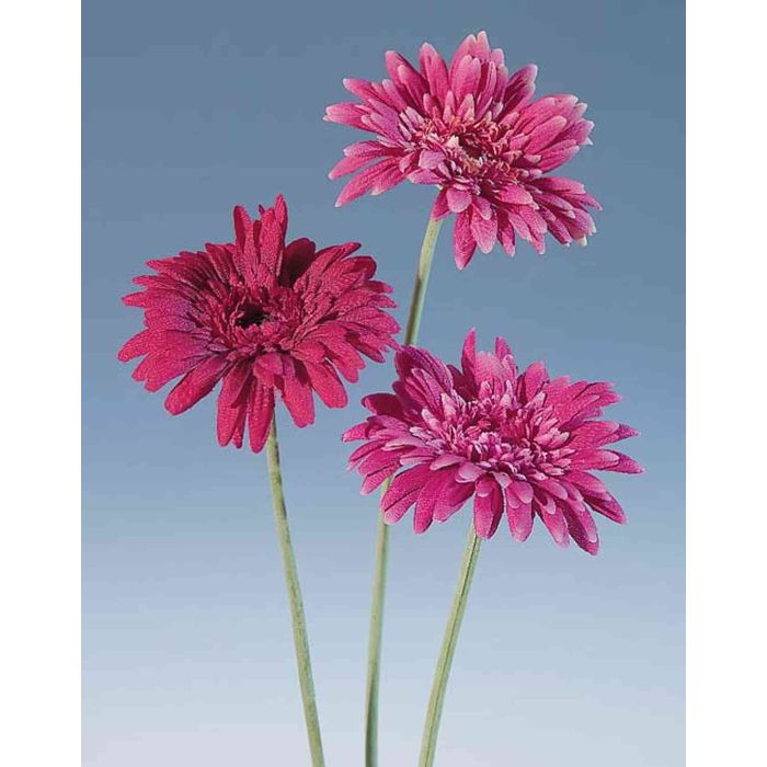 Acheter des Gerbera artificiel AITANA, rose fuchsia-blanc, 55cm