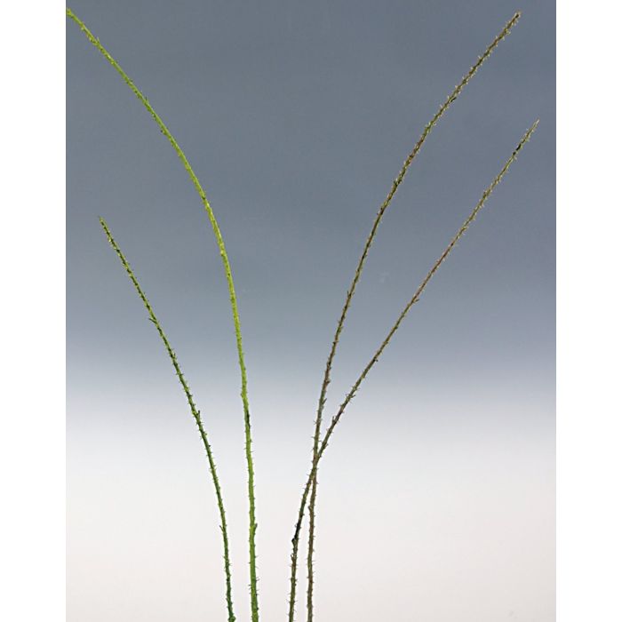 Tige de rosier épineuse décorative WINSTON, gris, 115cm