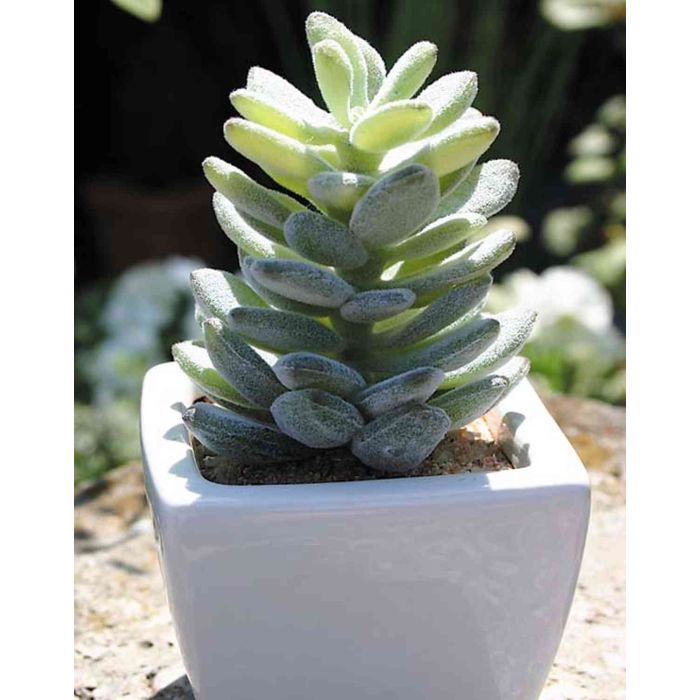 Pachyphytum oviferum artificiel ROBBIE, pot en céramique, vert, 13cm