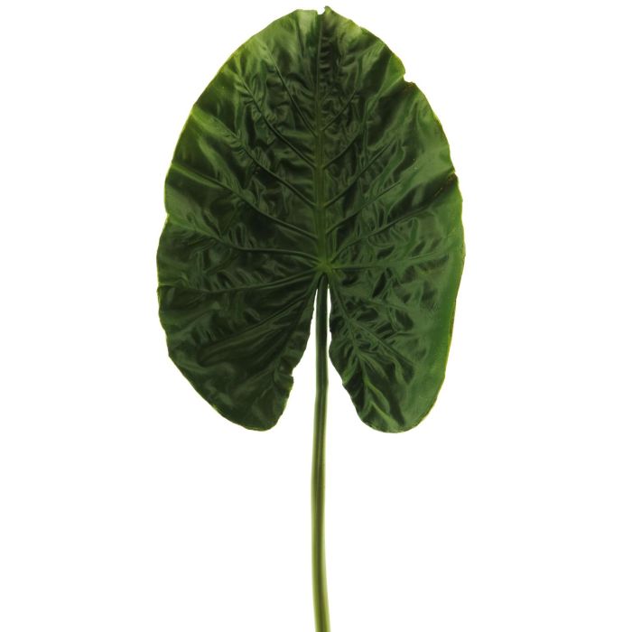 Acheter des Feuille décorative Alocasia Sanderiana HAOYUE, vert, 75cm