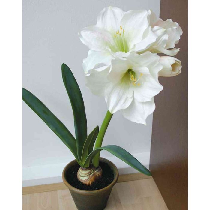Amaryllis artificiel DIXIE, pot en terre cuite, crème-blanc, 65cm, Ø14-20cm