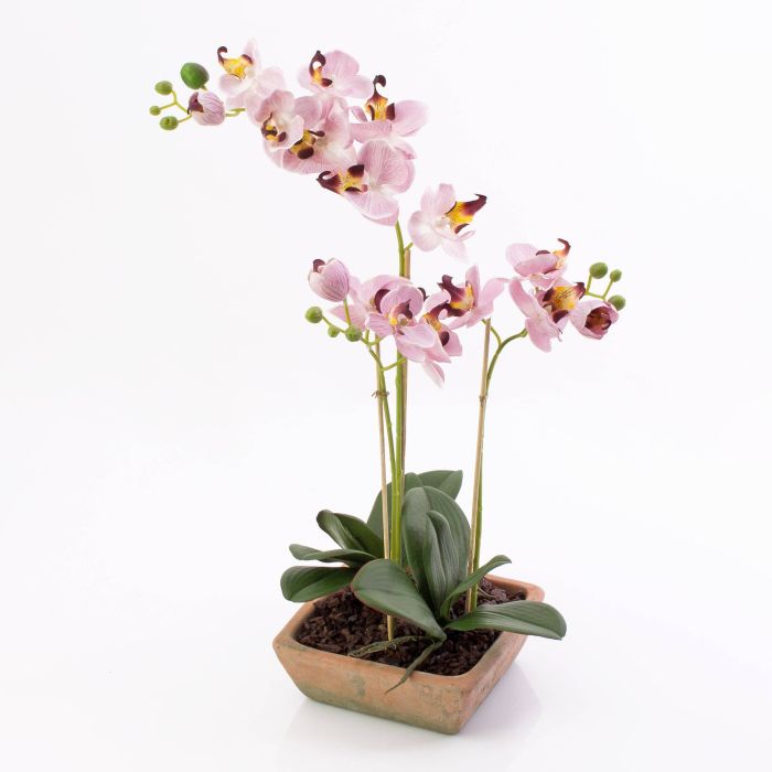 Orchidee De Soie