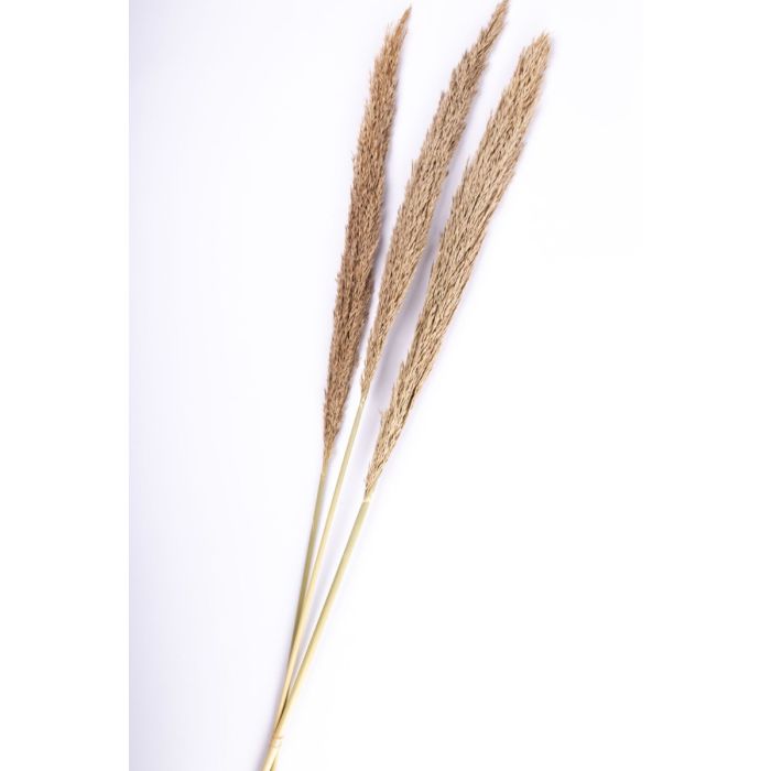 Botte de pancules de roseau ELEONORA, séché, couleur naturelle, 115cm